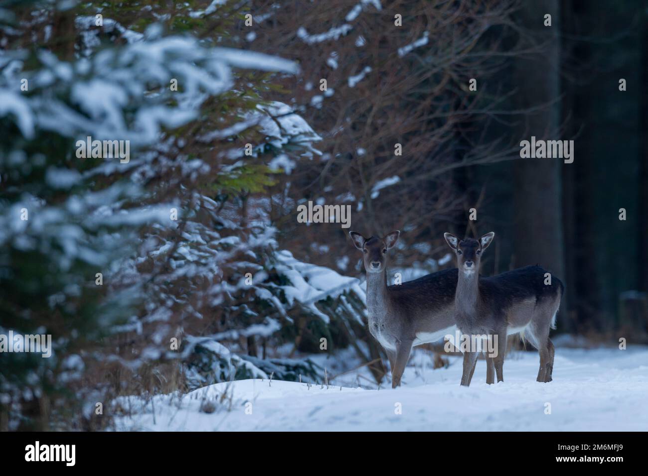 Common fallow deer in hi-res stock photography and images - Alamy