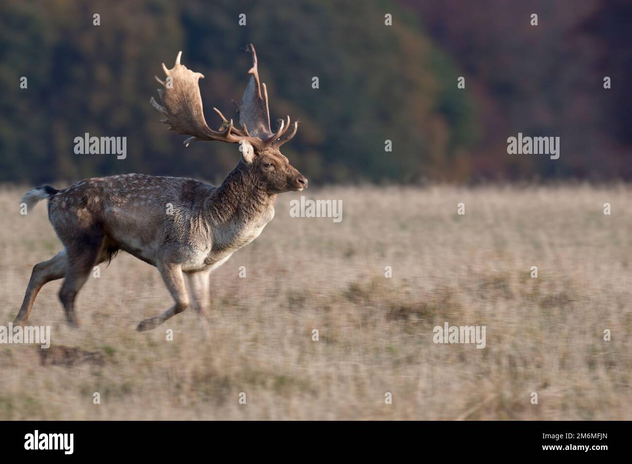Fallow Deer buck on the rutting ground Stock Photo - Alamy