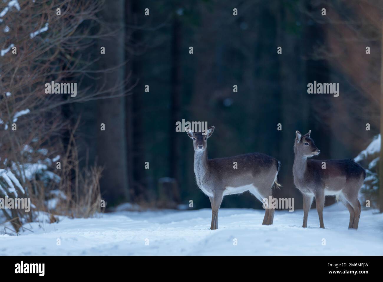 Doe and fawn deer hi-res stock photography and images - Alamy