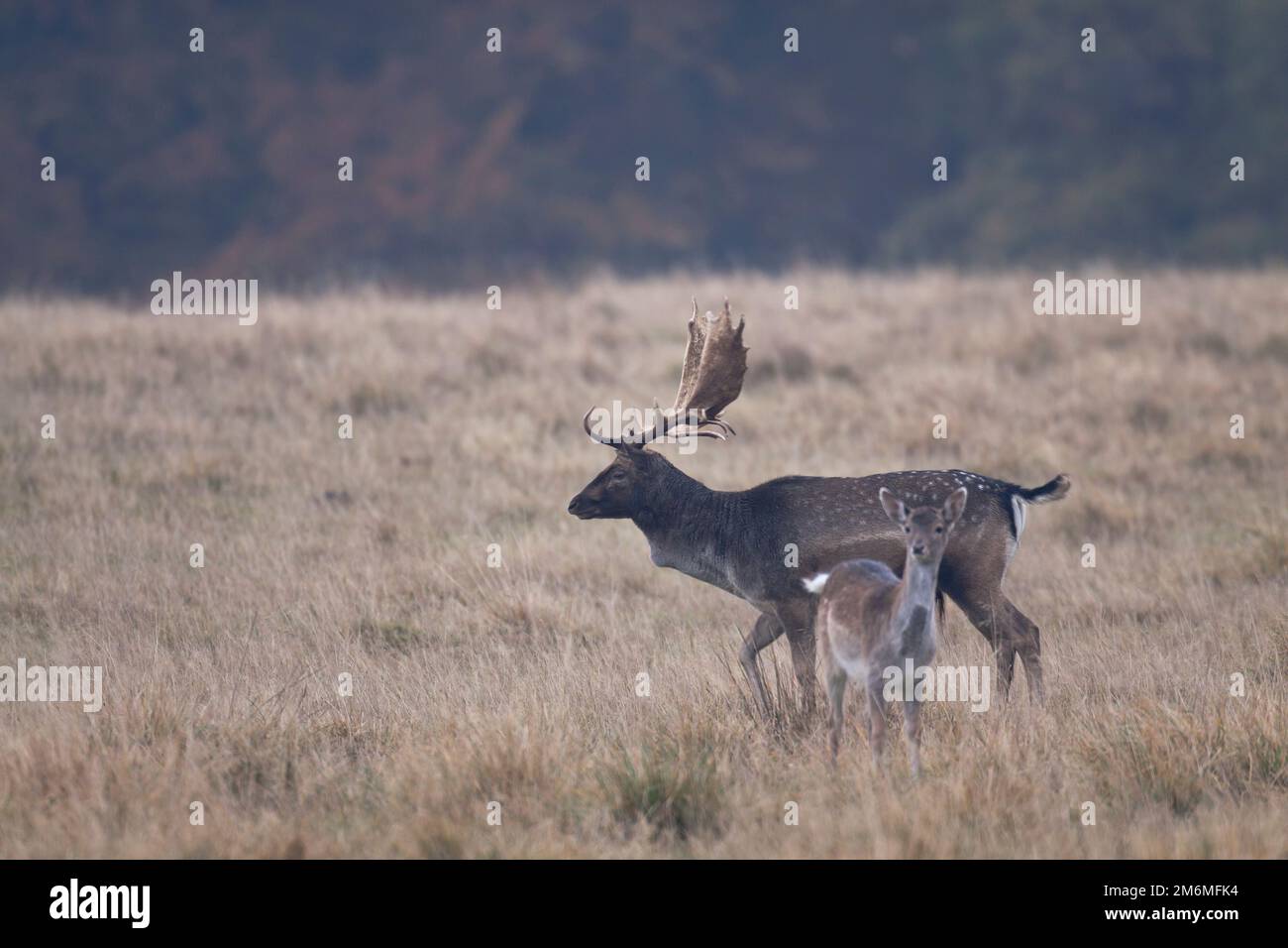 A Fallow Deer buck with fawn on the rutting ground Stock Photo - Alamy
