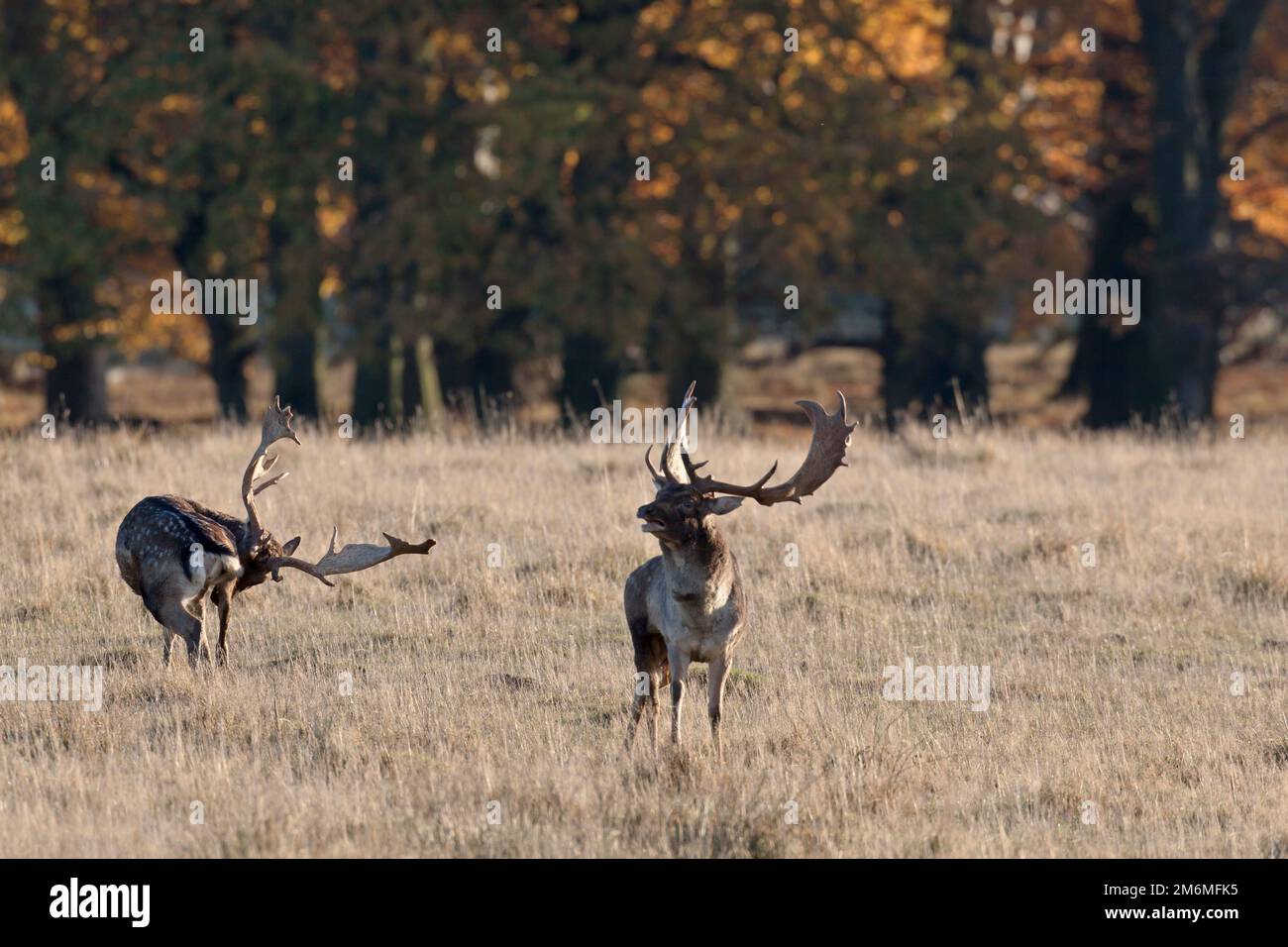 Fallow Deer bucks on the rutting place Stock Photo - Alamy