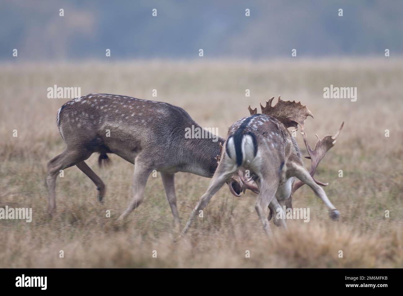 Bucks fighting hi-res stock photography and images - Alamy