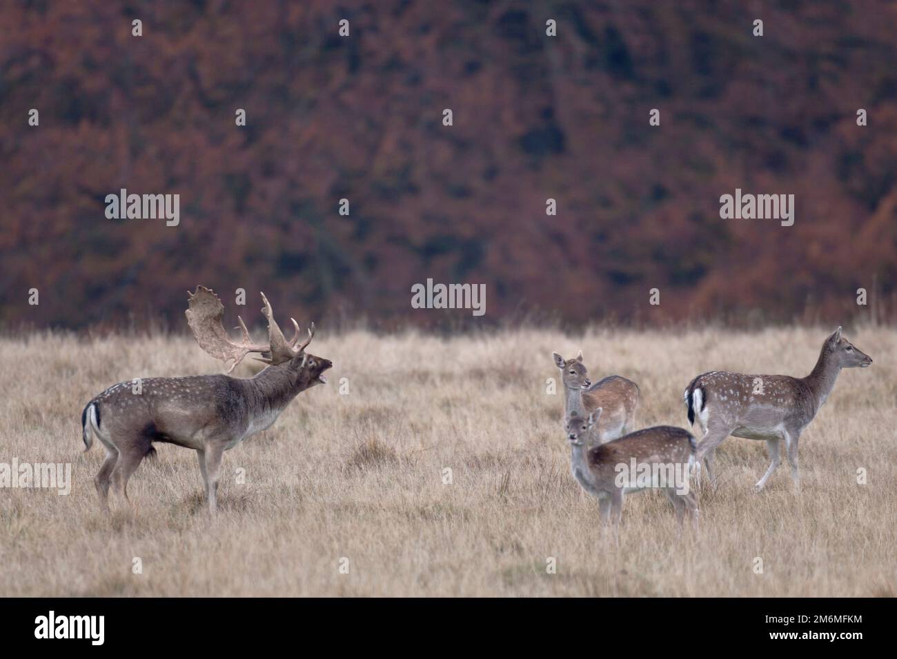 A roaring Fallow Deer buck, does and fawns at the rutting place Stock ...
