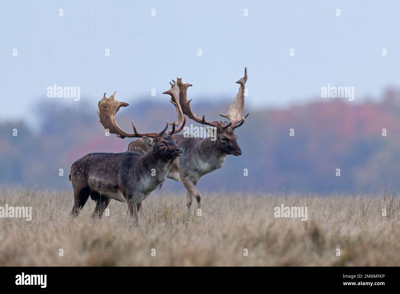 Fallow Deer bucks in parallel walk during the rut Stock Photo - Alamy