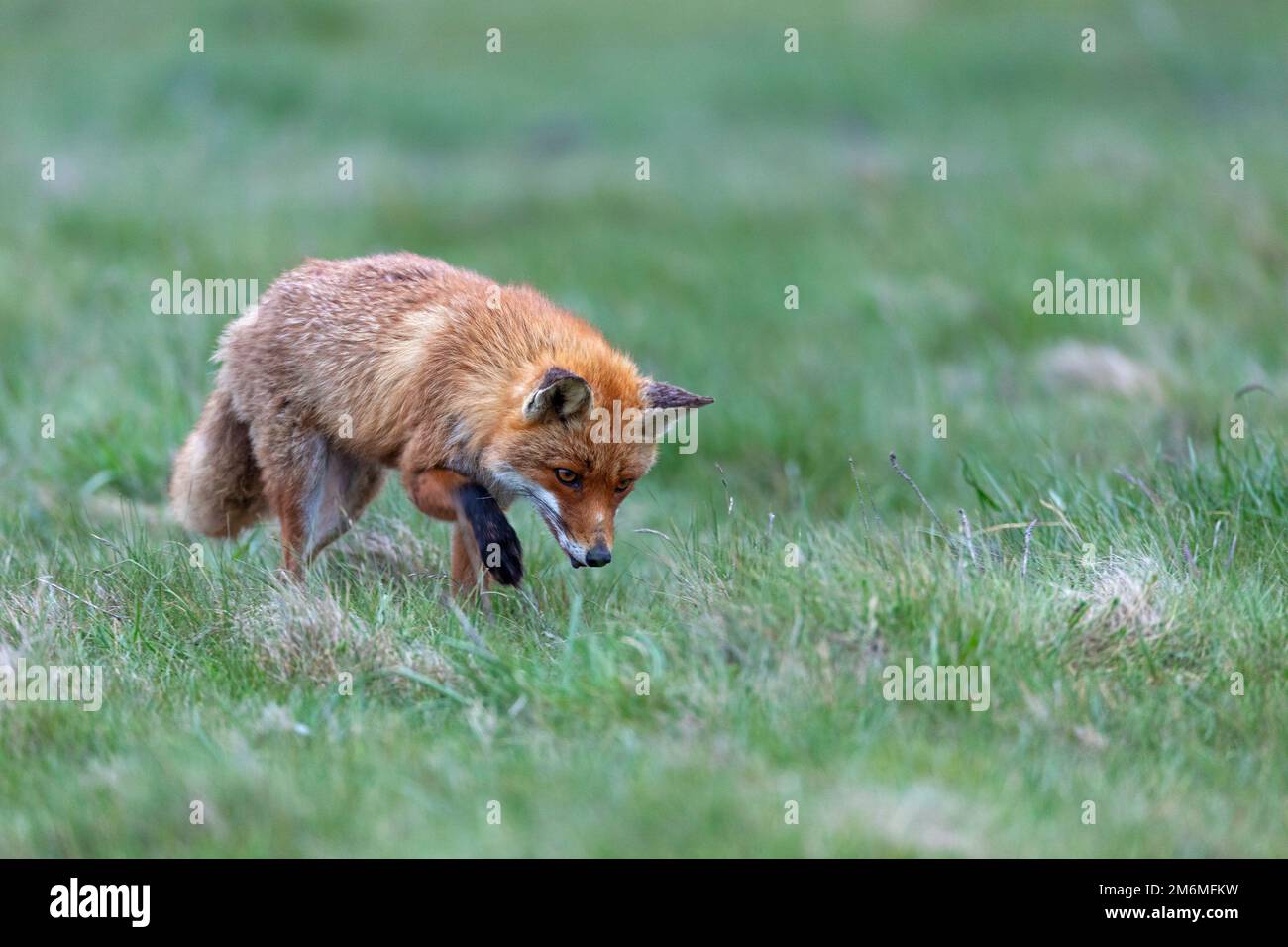 Red fox hunting mice hi-res stock photography and images - Alamy Red fox hunting mice hi-res stock photography and images - Alamy