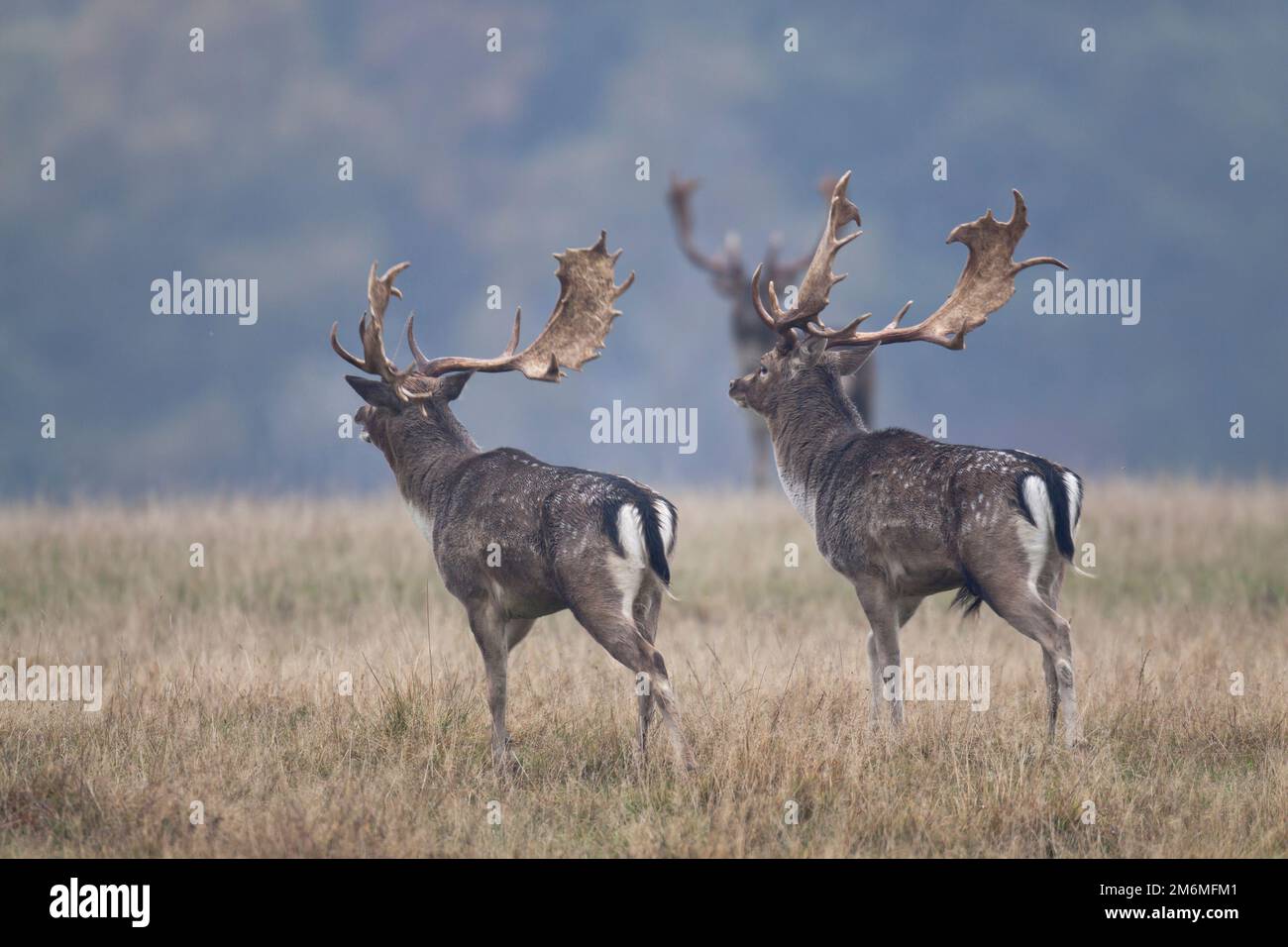 Fallow Deer bucks in parallel walk during the rut Stock Photo - Alamy