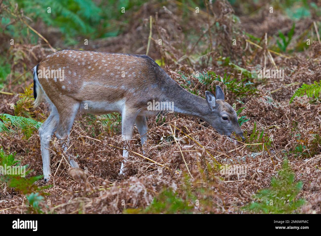 A Fallow Deer doe eats acorns Stock Photo - Alamy
