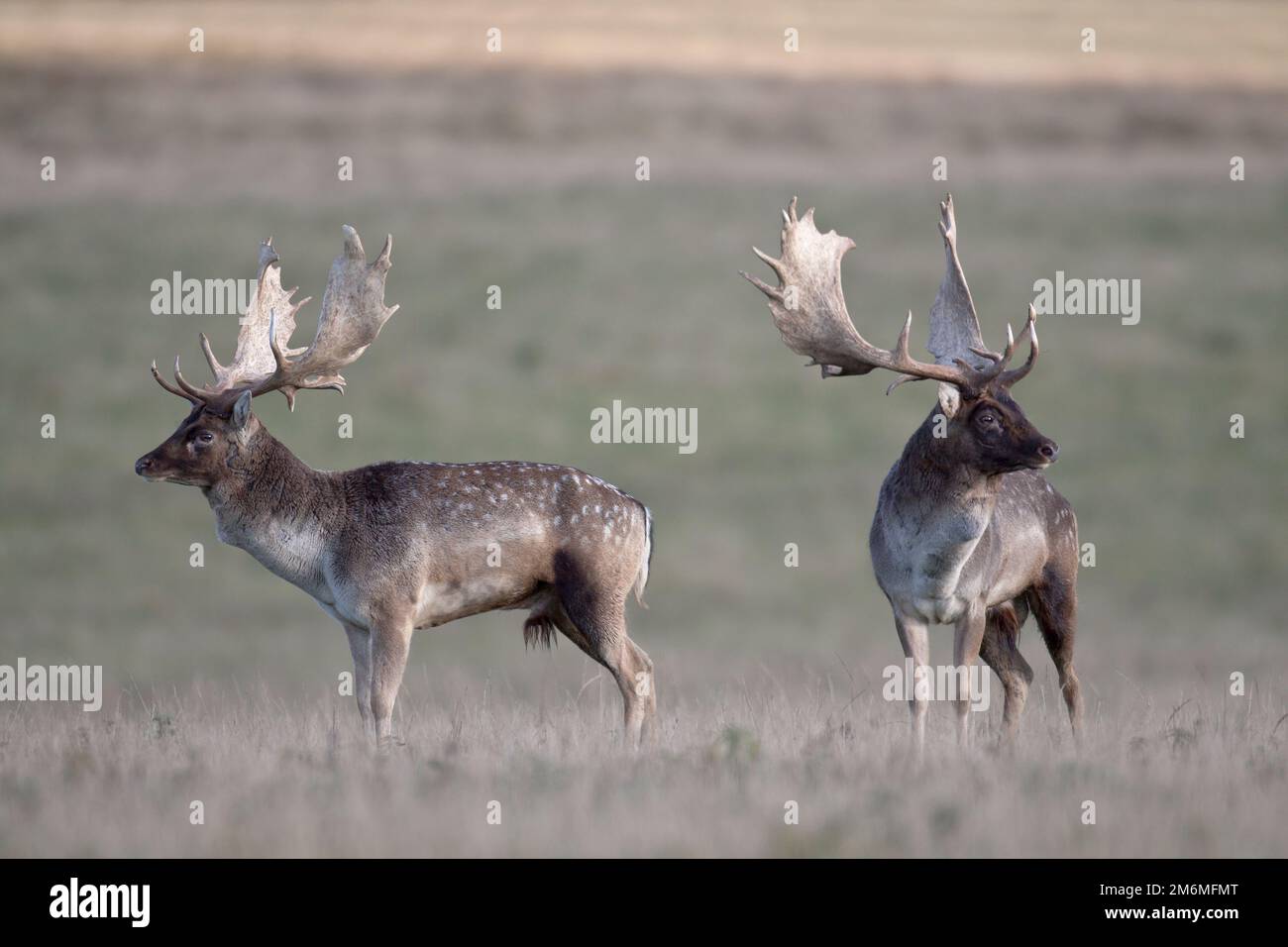 Rutting ground hi-res stock photography and images - Alamy