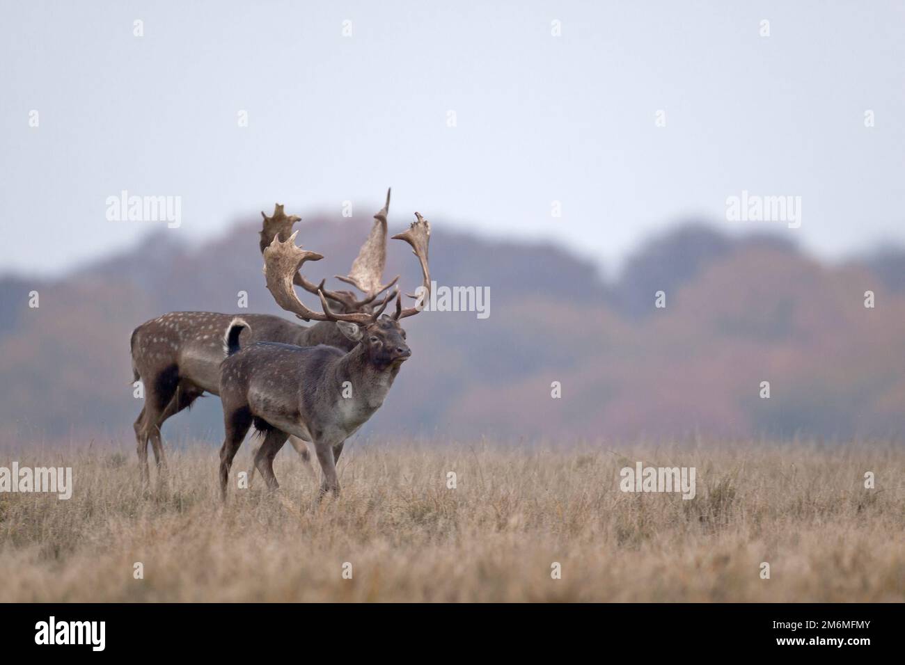 Fallow Deer bucks in parallel walk during the rut Stock Photo - Alamy