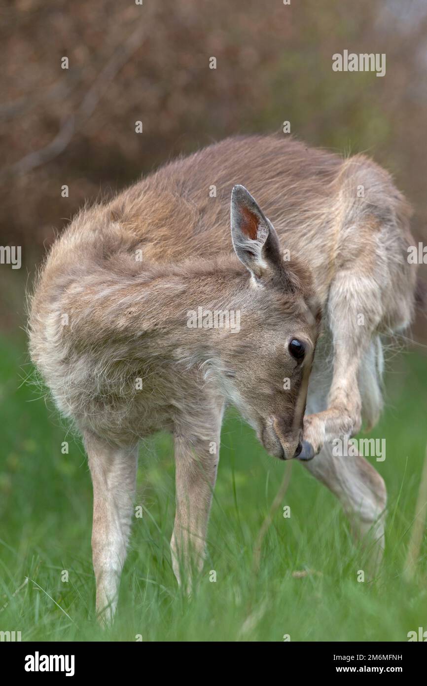 Fallow spring hi-res stock photography and images - Alamy