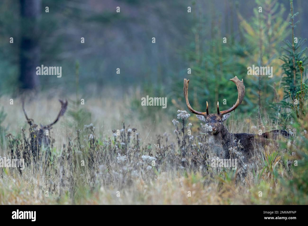 The old Fallow Deer buck has become aware of the apparently not ...