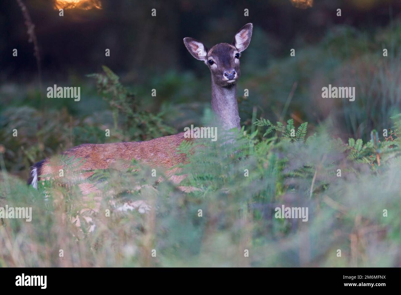 Fallow Deer doe in the rut Stock Photo - Alamy