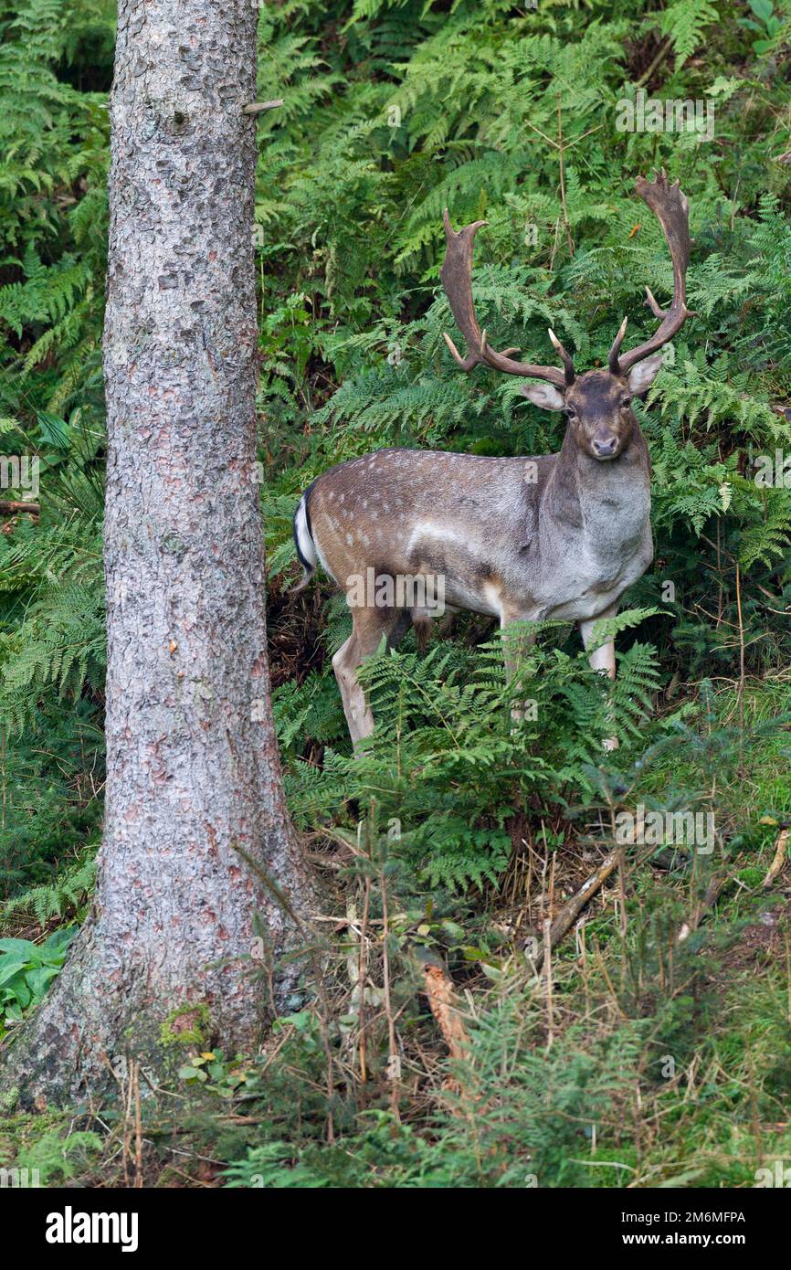 A Fallow Deer buck leaves the main rutting place Stock Photo - Alamy