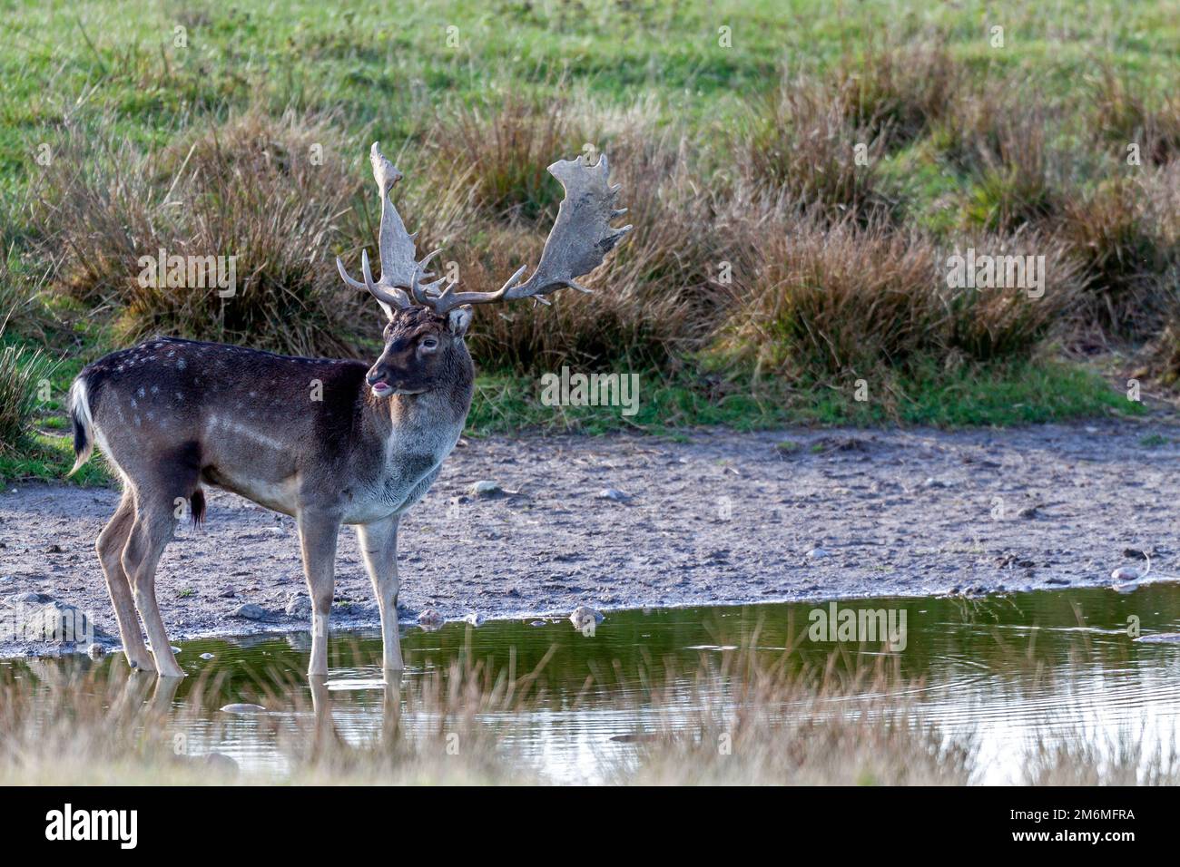 Fallow water hi-res stock photography and images - Alamy