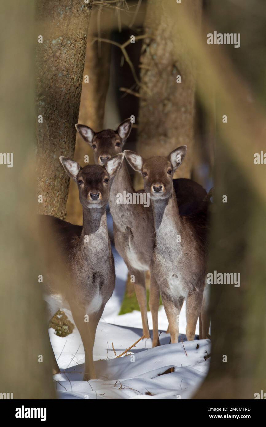 Fallow Deer does in winter Stock Photo - Alamy