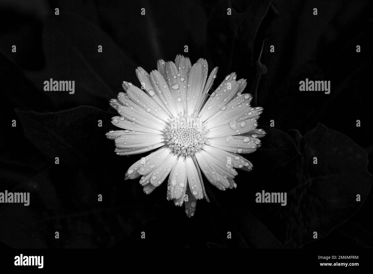 Flowers daisy plant in Black and White Stock Photos & Images - Alamy