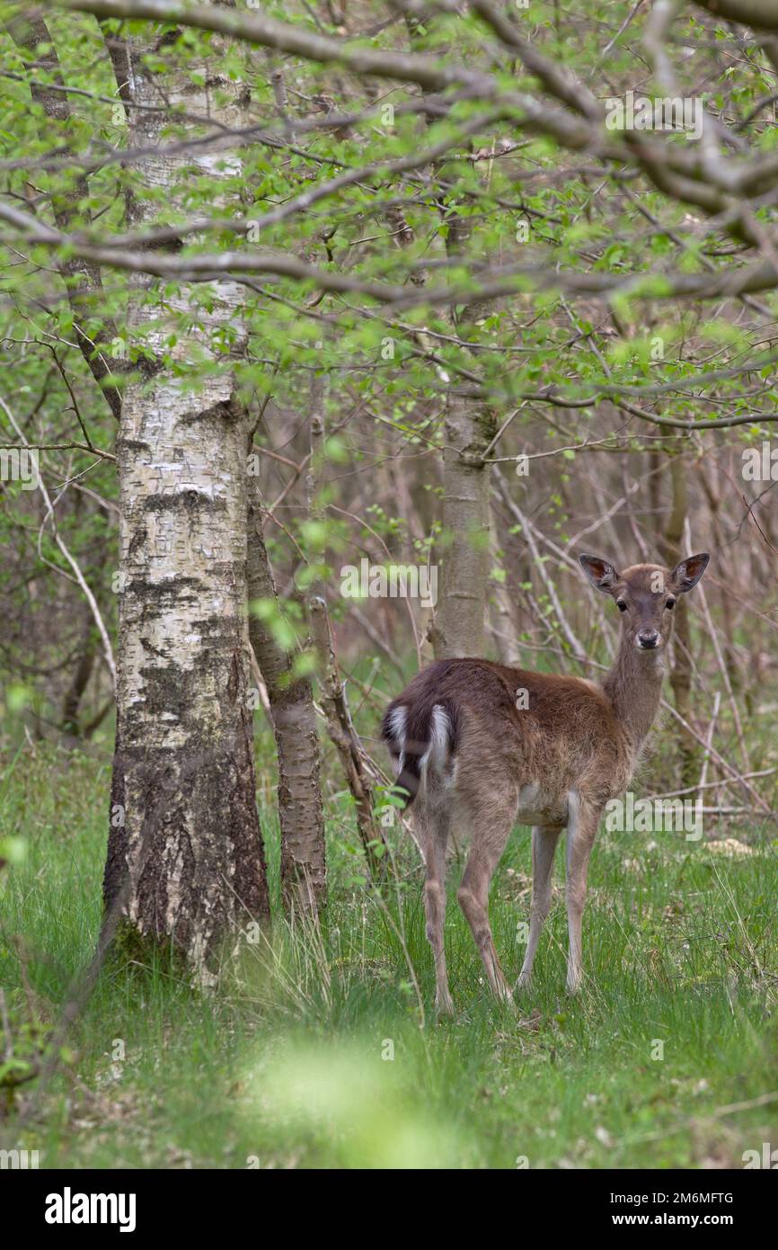 Fallow Deer fawn in spring / Dama dama Stock Photo - Alamy