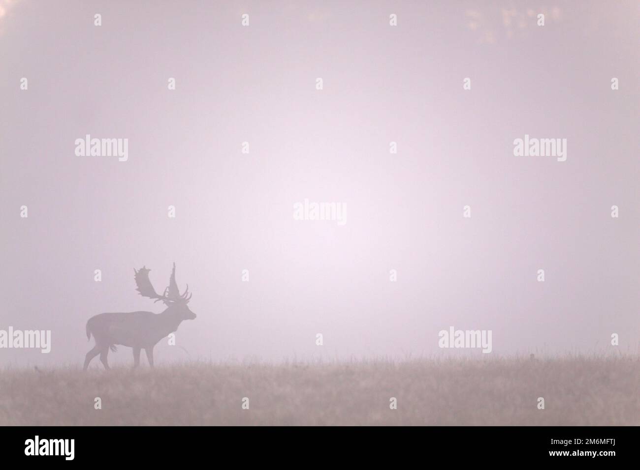 Fallow deer in fog hi-res stock photography and images - Alamy