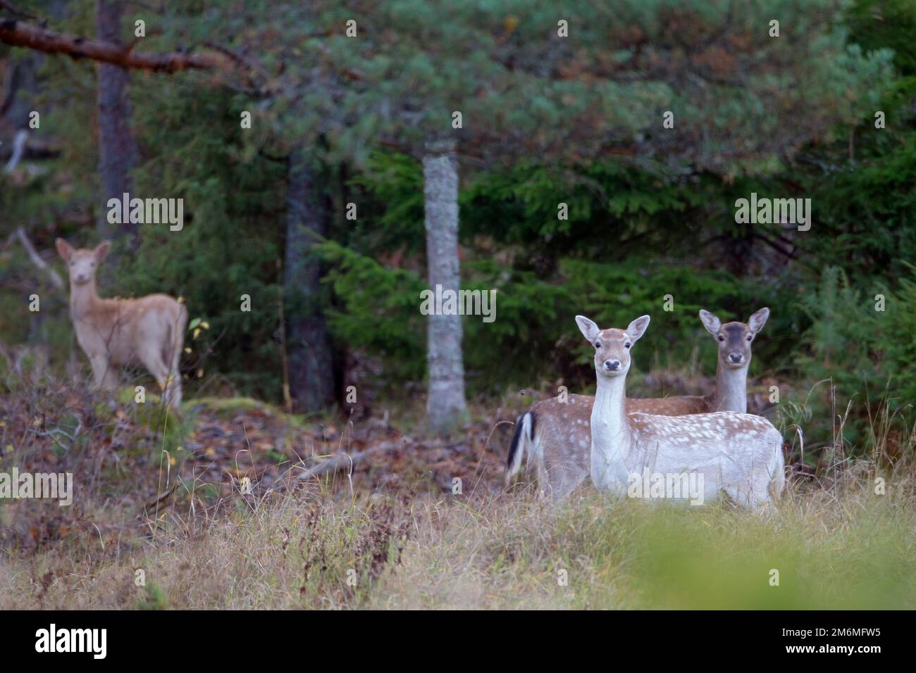 Fallow Deer does and fawn in Sweden Stock Photo - Alamy