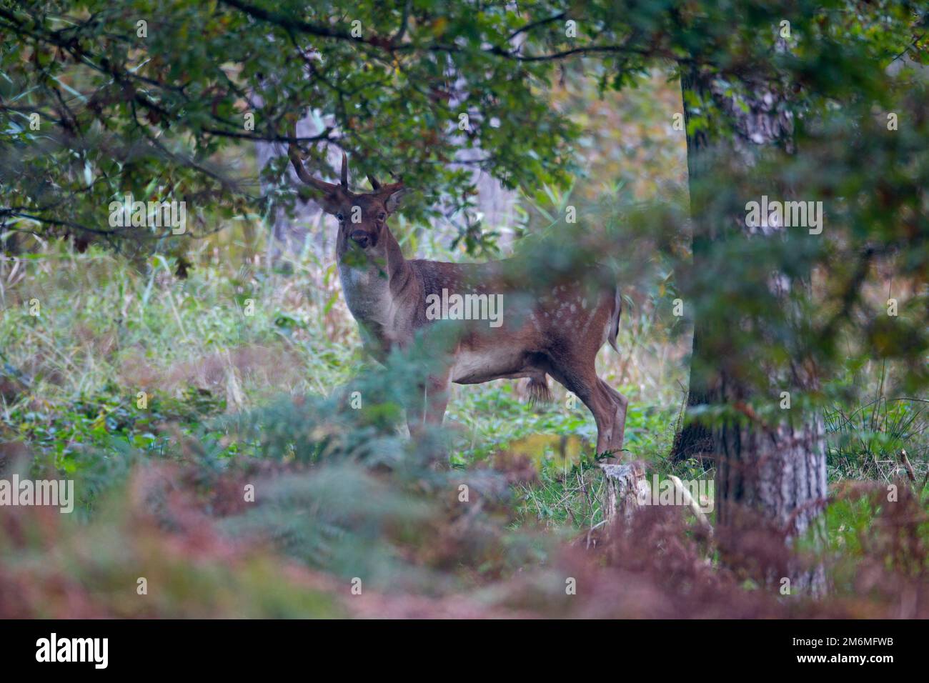 Fallow Deer buck during the rut Stock Photo - Alamy