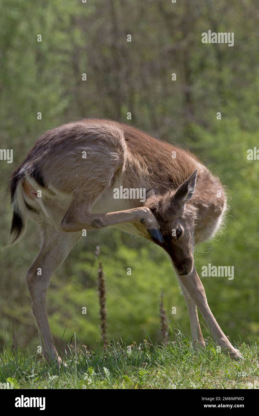 Grooming germany hi-res stock photography and images - Alamy