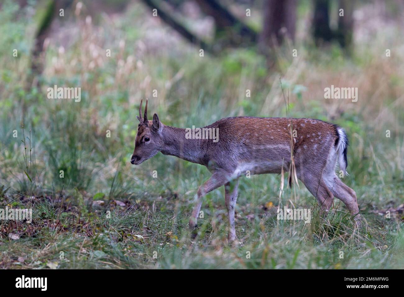 Fallow Deer brocket on the rutting ground Stock Photo - Alamy