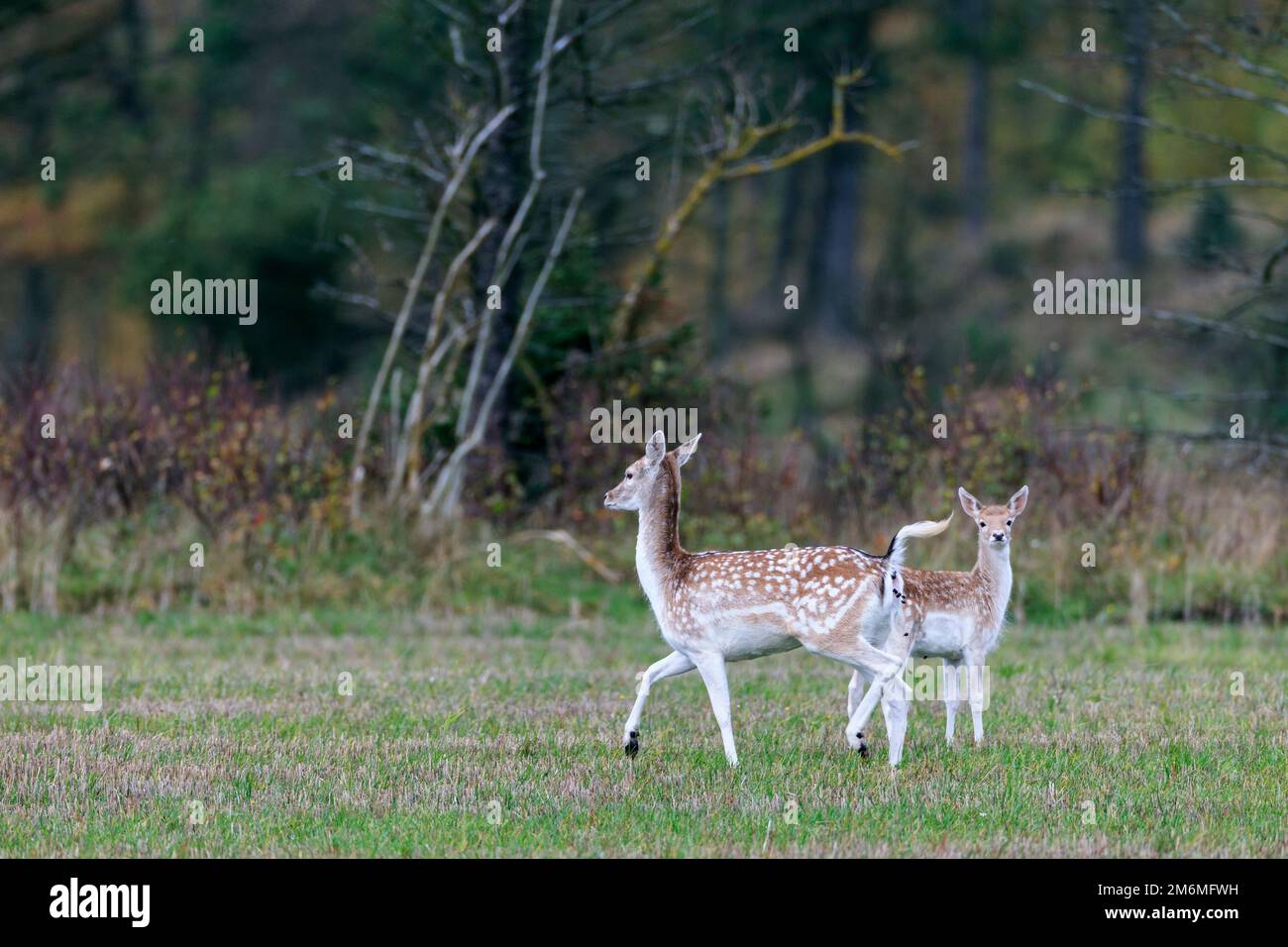 Damhirsch dam hirsch damwild dama dama hi-res stock photography and ...