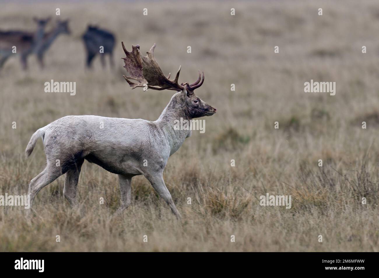 A white Fallow Deer buck is leaving the main rutting ground / Dama dama ...