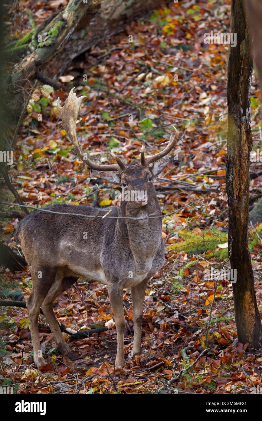 Fallow Deer at the end of the rut Stock Photo - Alamy