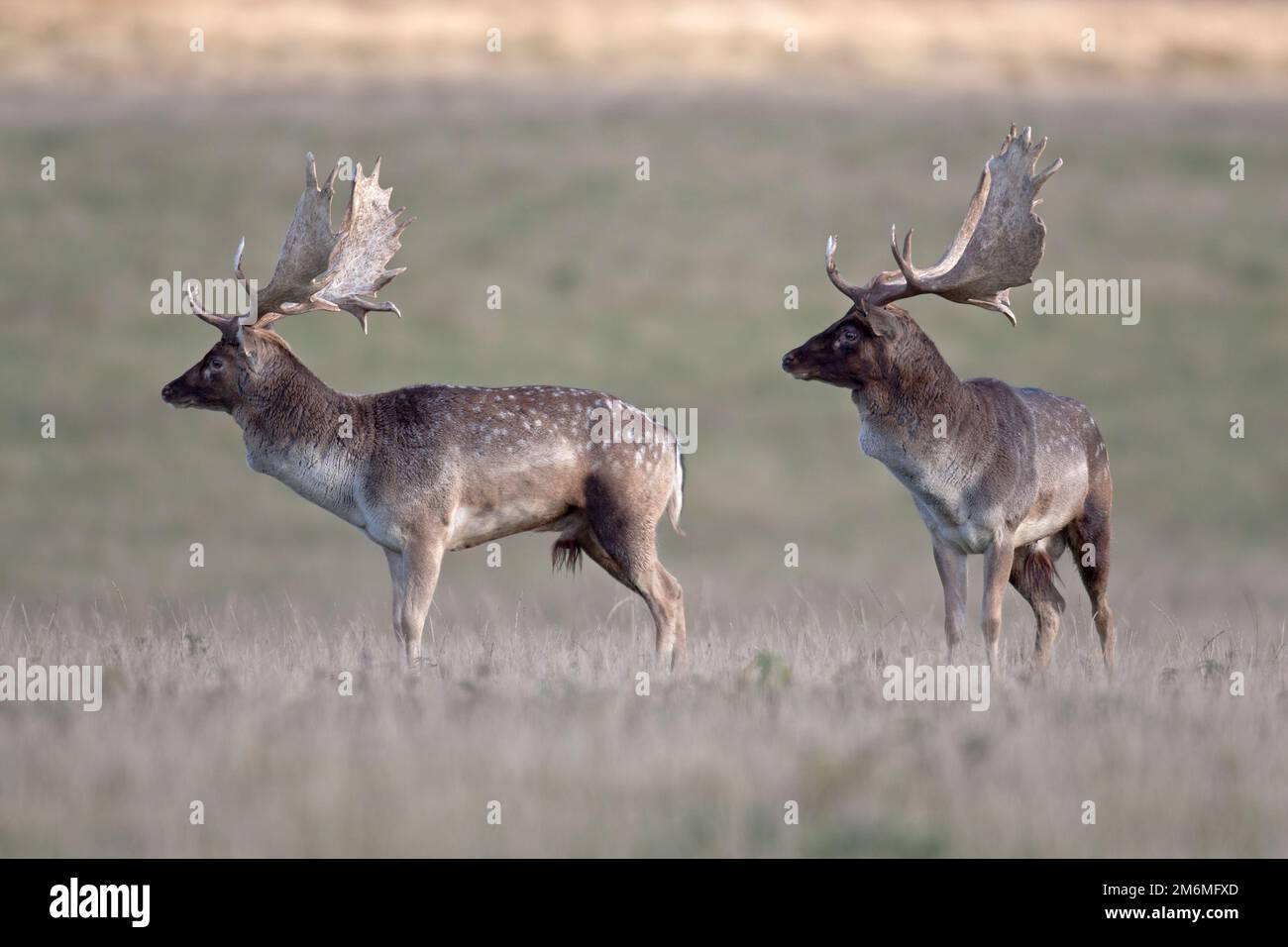 Rutting ground hi-res stock photography and images - Alamy