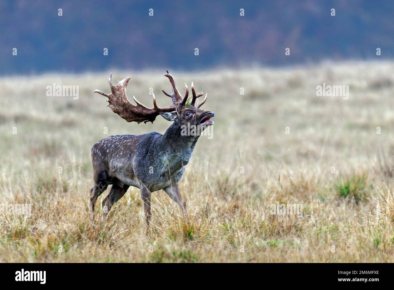 The rutting call of the male Fallow Deer buck is known as groaning ...