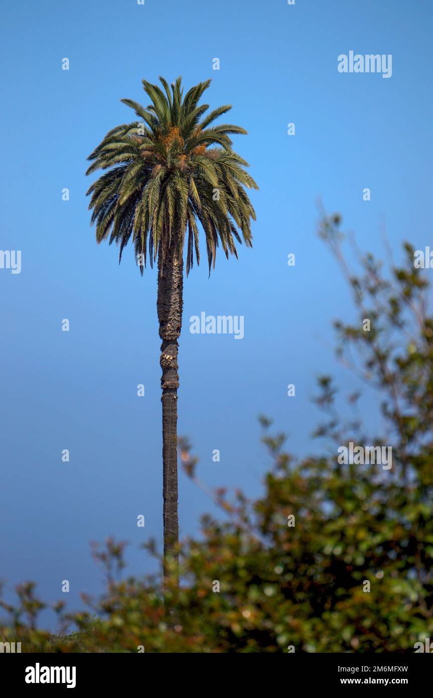 Individual palm tree hi-res stock photography and images - Alamy