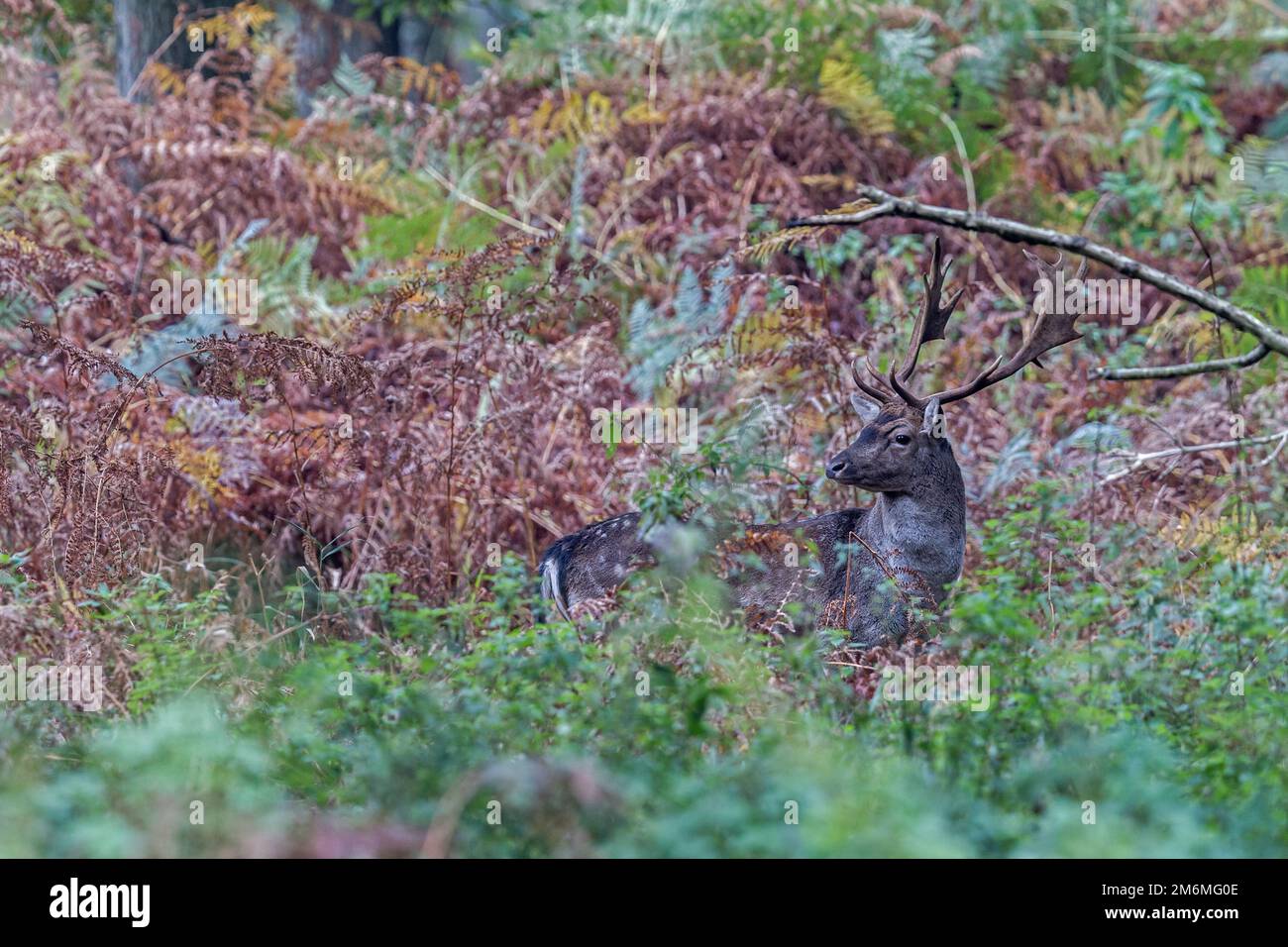 A Fallow Deer buck during the rut Stock Photo - Alamy