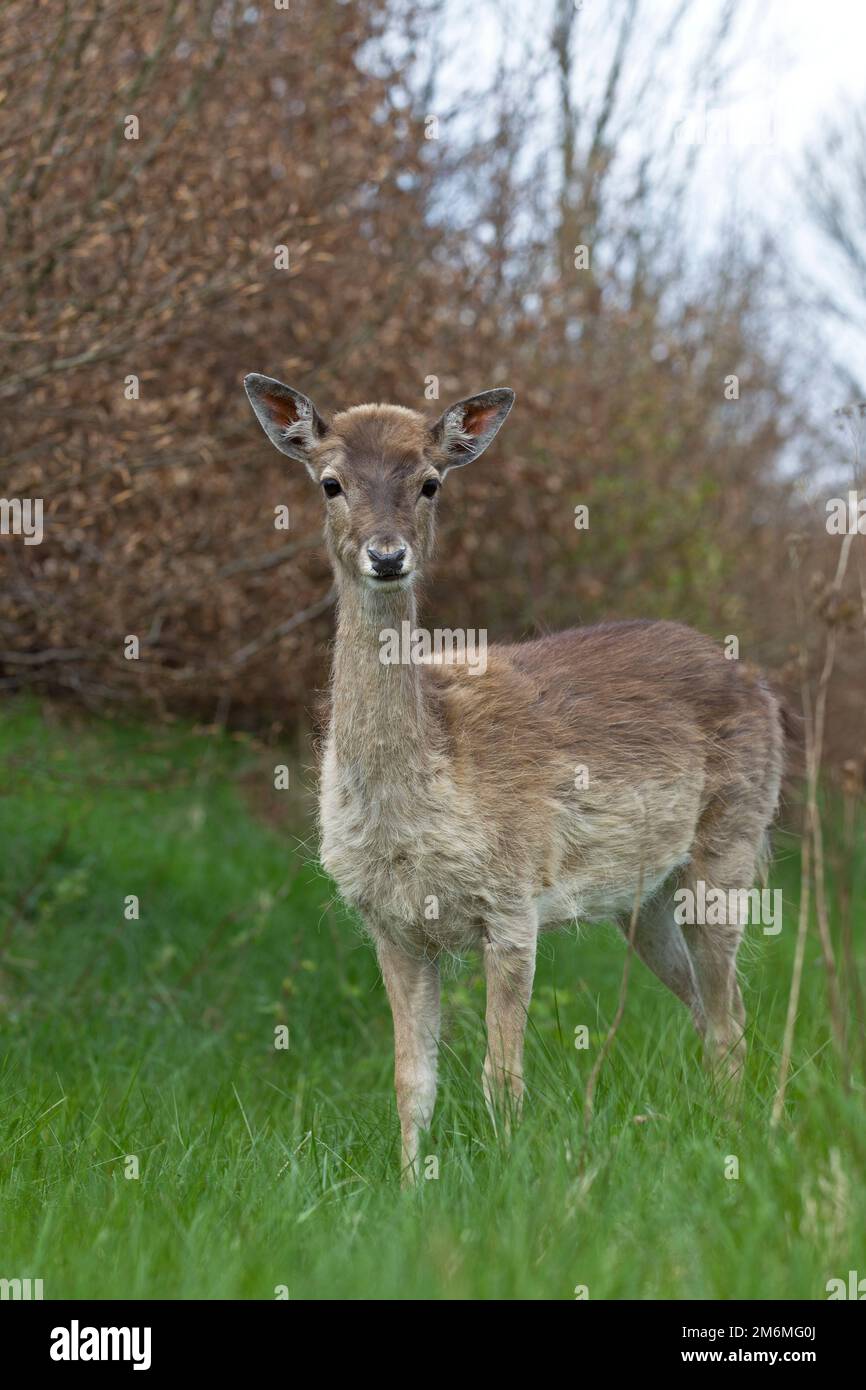 Fallow deer fawn hi-res stock photography and images - Alamy