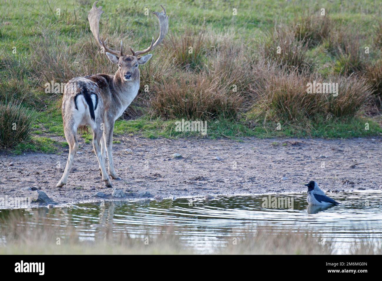 Crow and deer hi-res stock photography and images - Alamy