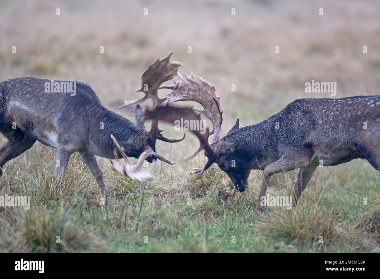 Fallow Deer bucks fighting Stock Photo - Alamy