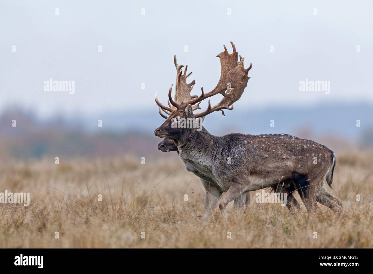 Fallow Deer bucks in parallel walk during the rut Stock Photo - Alamy