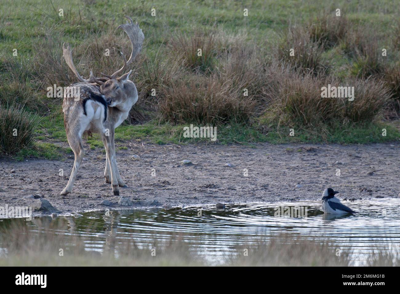 Fallow Deer buck and Hooded Crow Stock Photo - Alamy