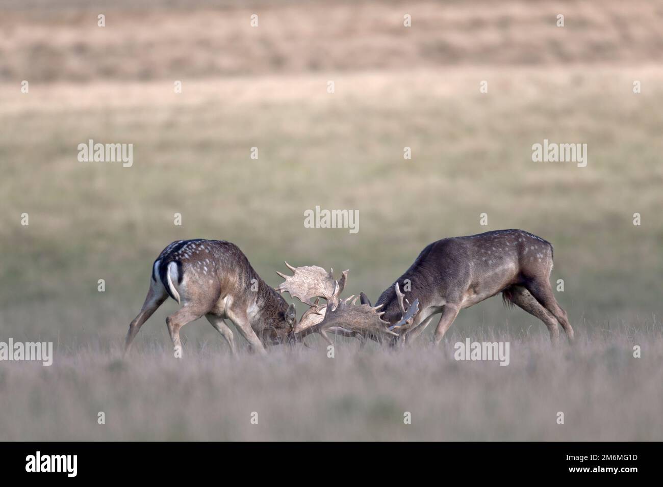 Fallow Deer bucks fighting Stock Photo - Alamy