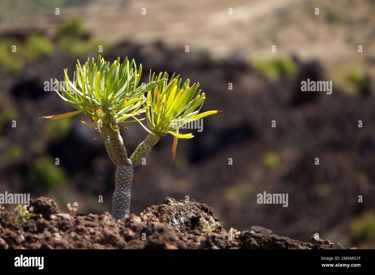 Baby dragon tree in Maipes Stock Photo - Alamy