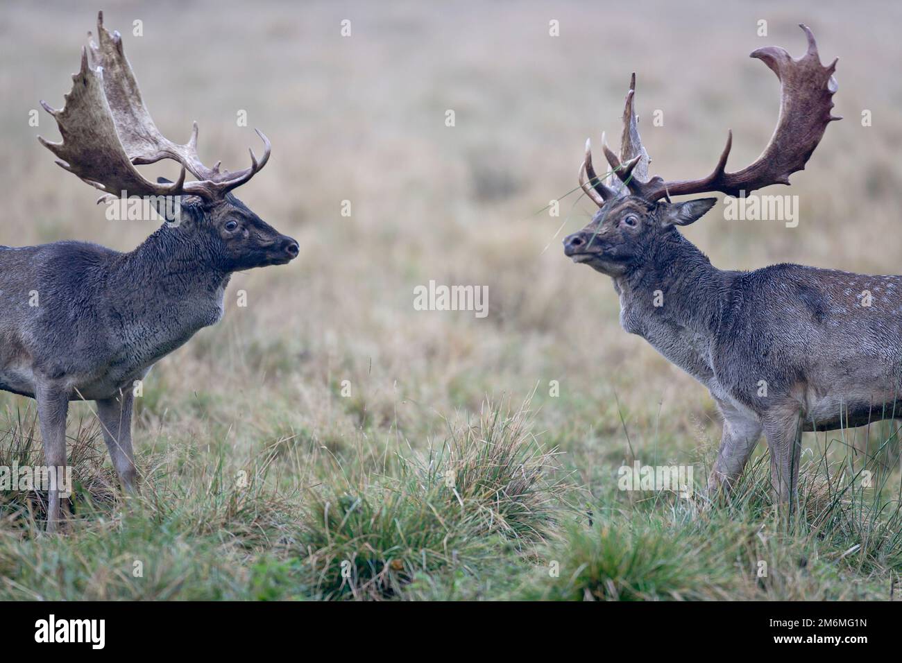Fallow Deer bucks fighting Stock Photo - Alamy