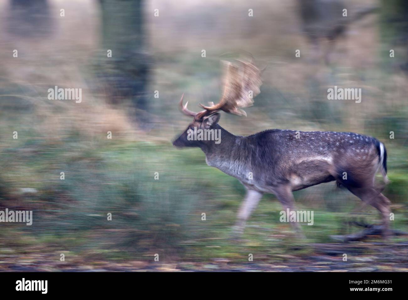 Fallow Deer buck on the rutting ground Stock Photo - Alamy