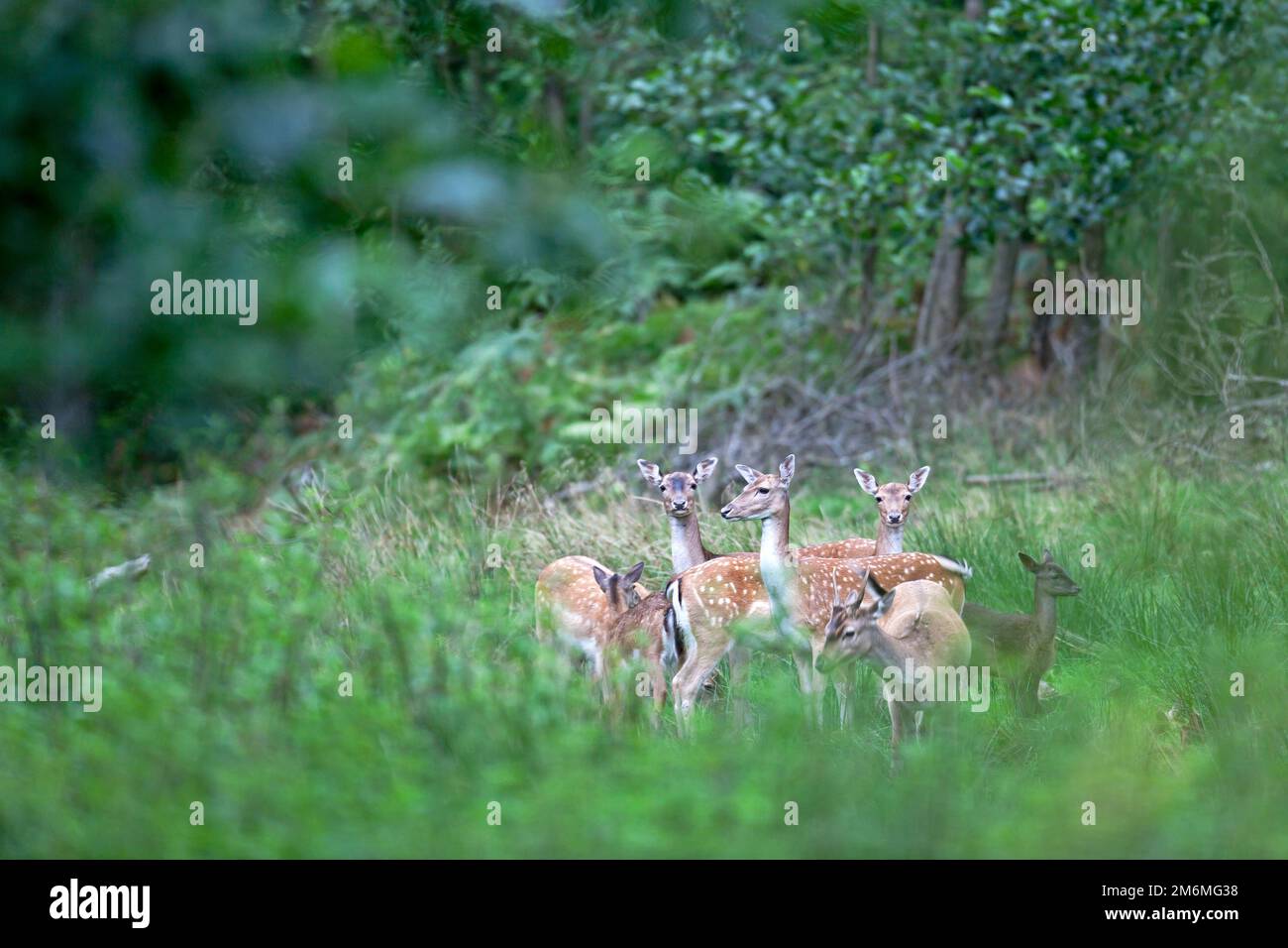Damhirsch dam hirsch damwild dama dama hi-res stock photography and ...