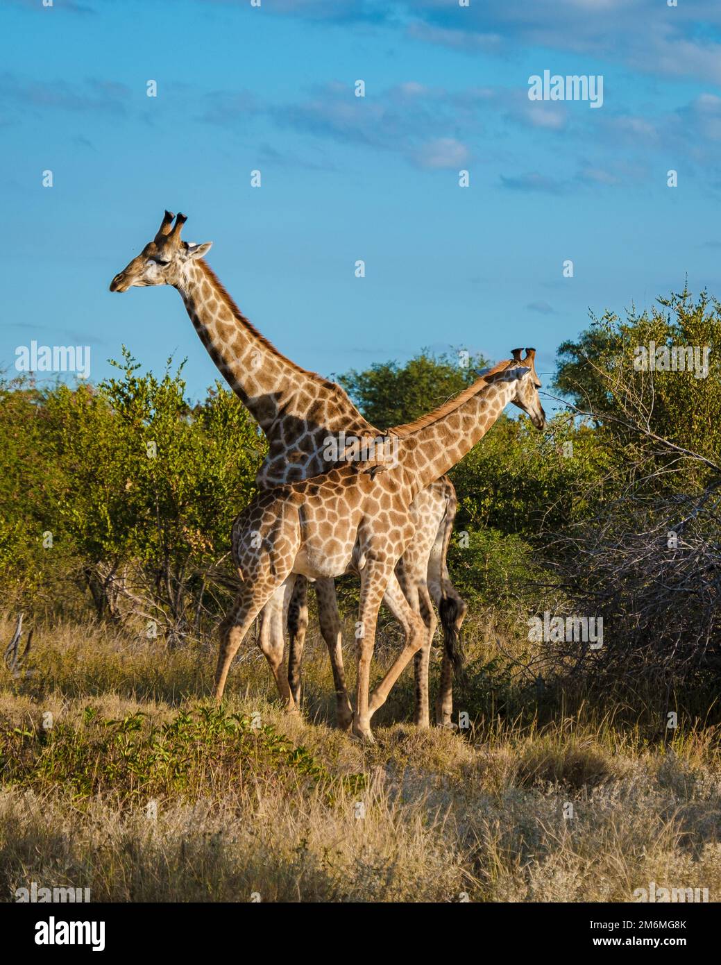 Giraffe in the bush of Kruger national park South Africa Stock Photo ...