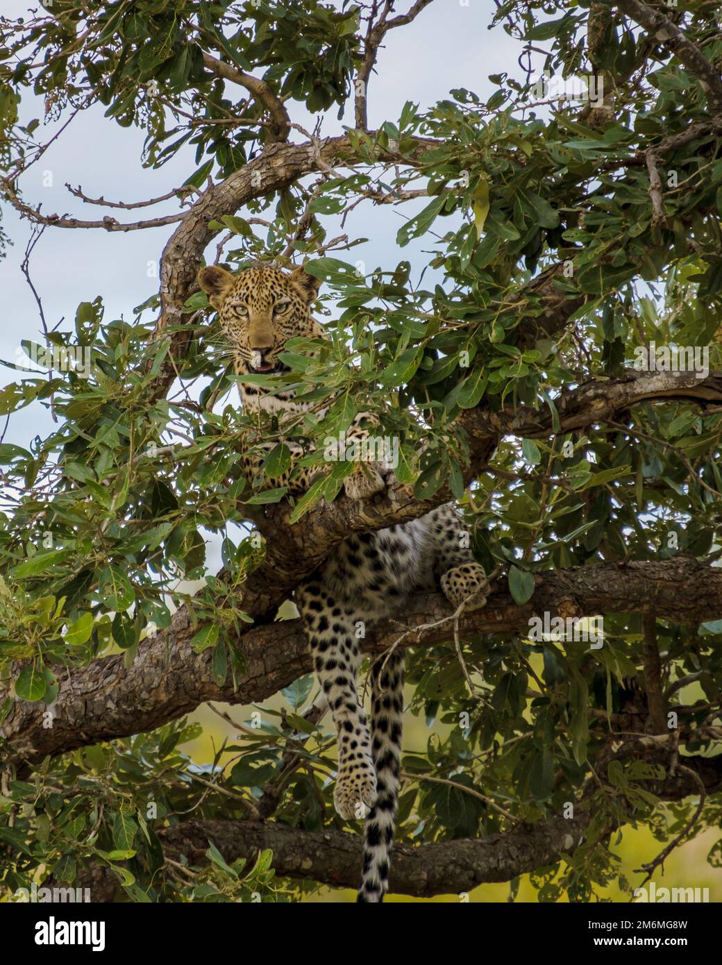 Kruger national park safari leopards hi-res stock photography and ...