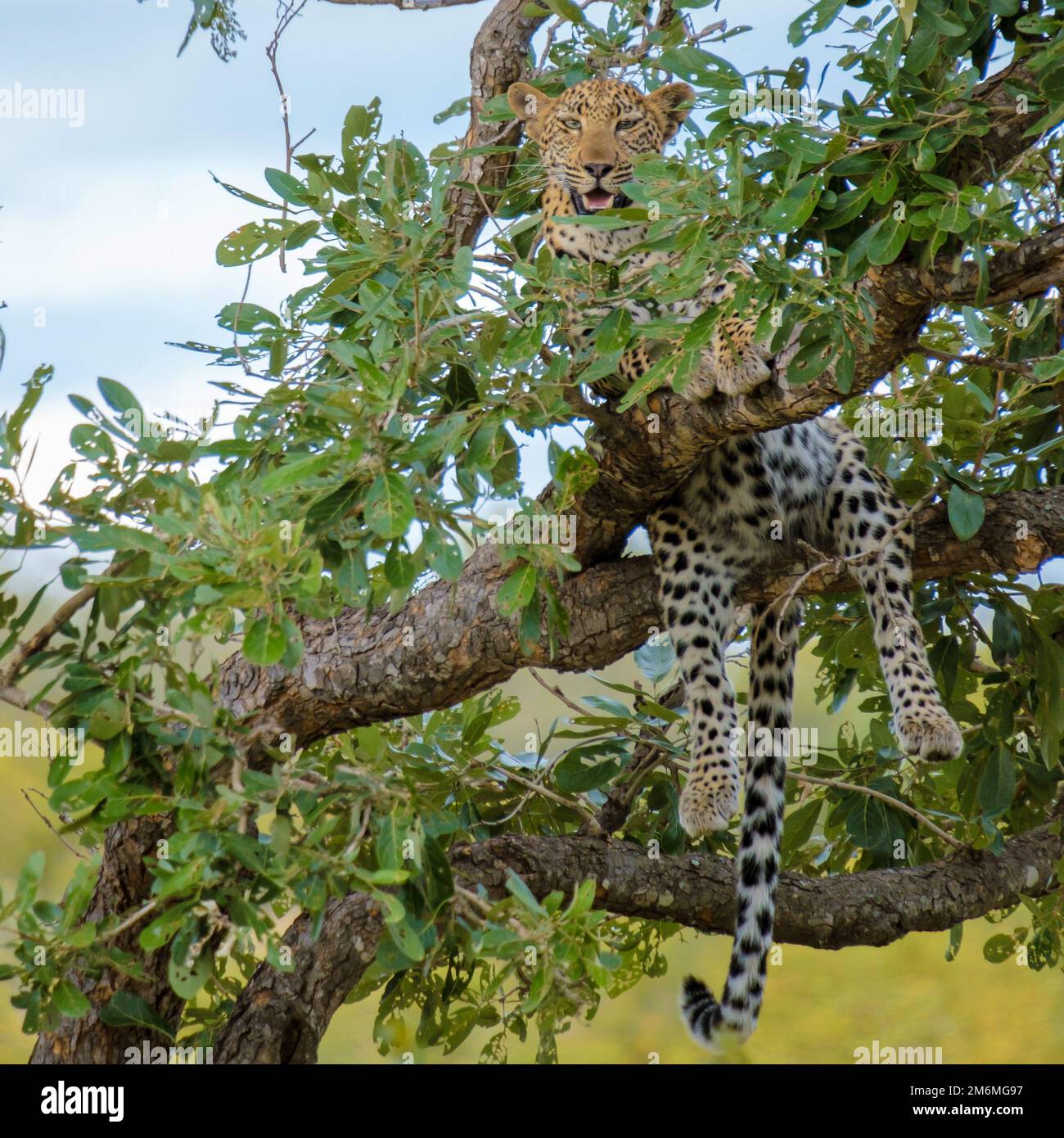 Kruger national park safari leopards hi-res stock photography and ...