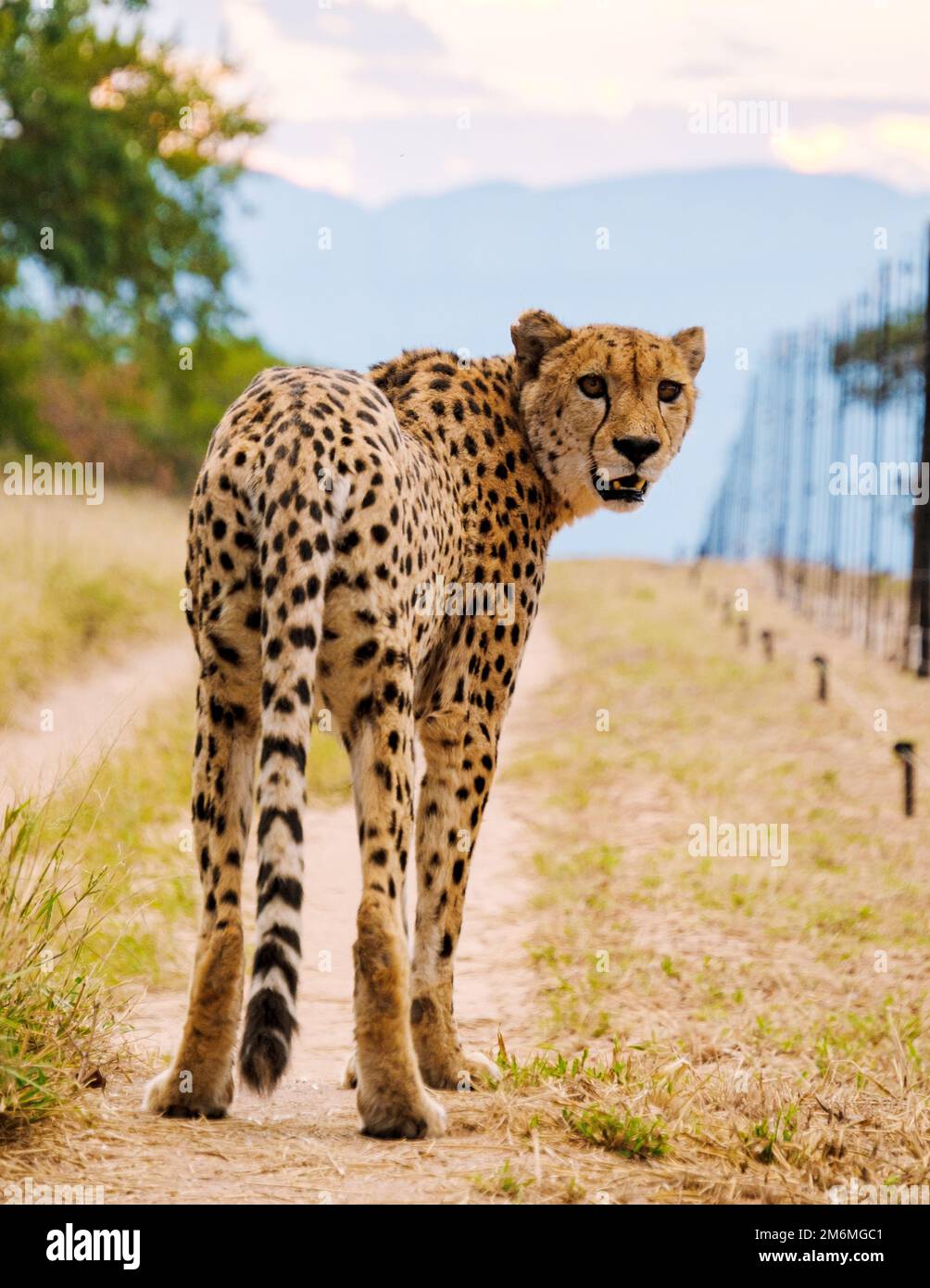 Cheetah wild animal in Kruger National Park South Africa, Cheetah on ...