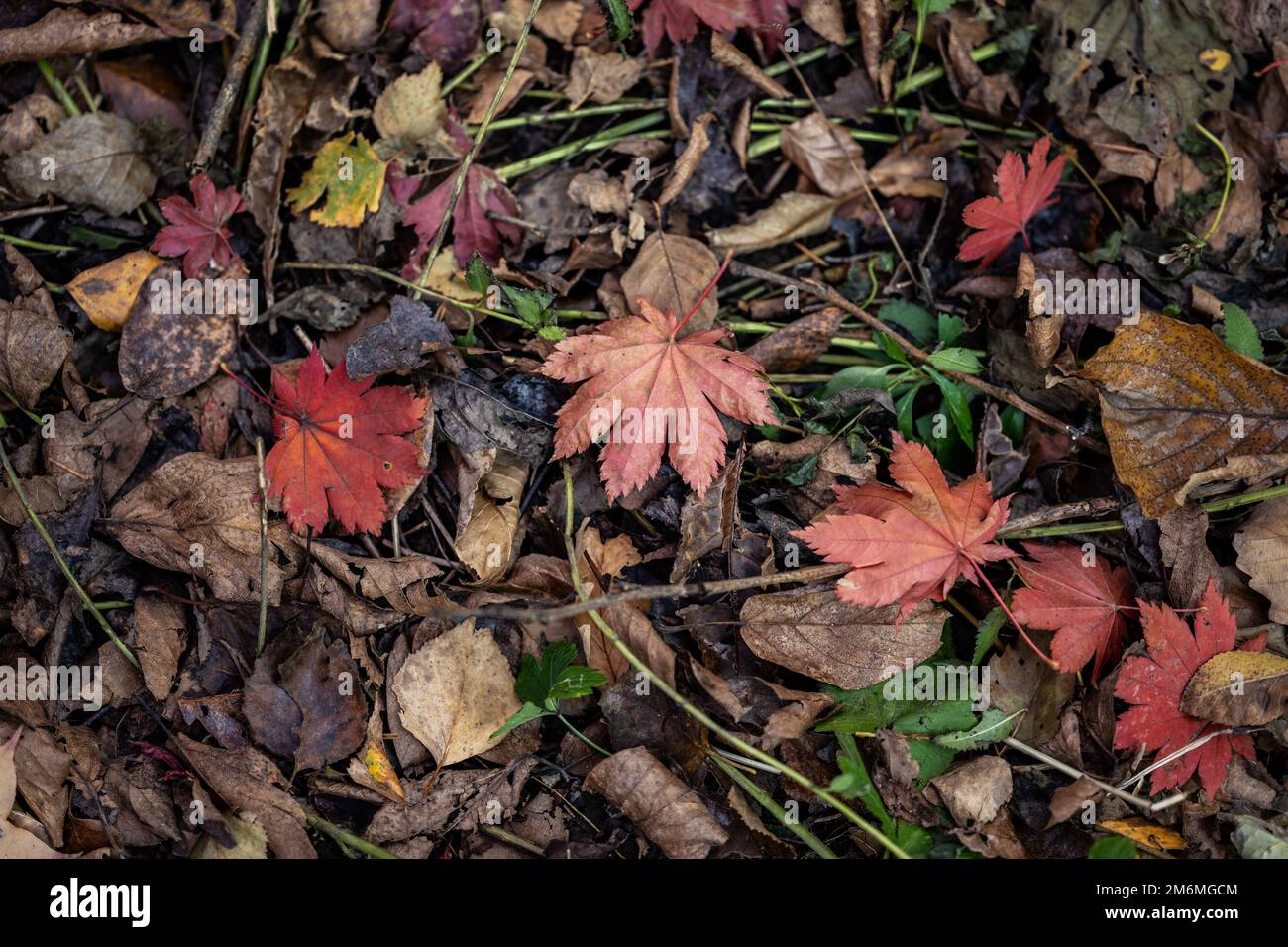 Autumn leaves closeup view - natural background Stock Photo - Alamy