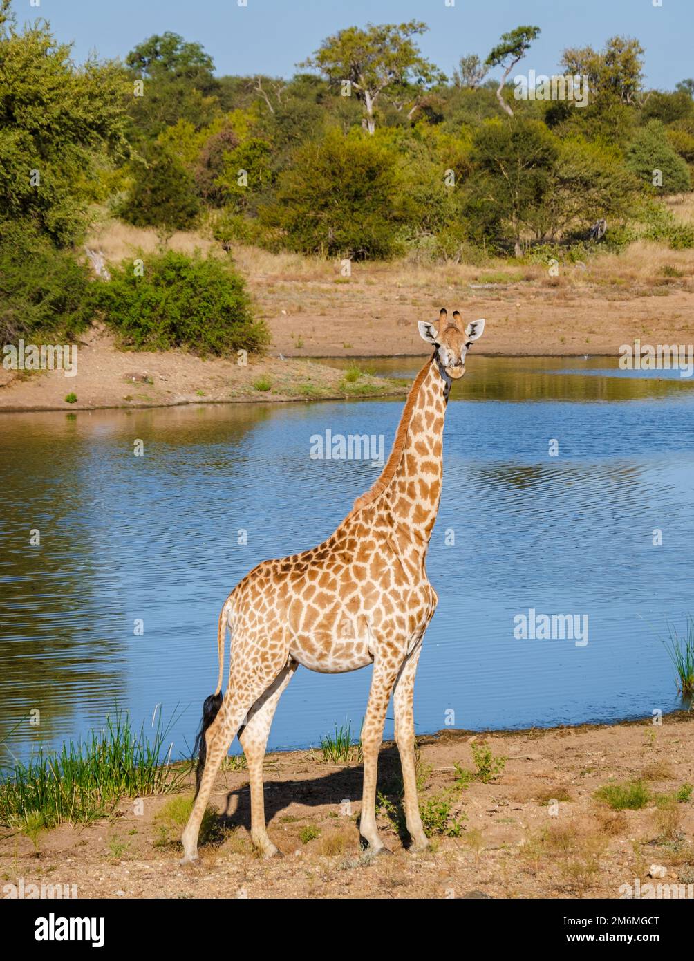 Giraffe sunset africa zimbabwe hi-res stock photography and images - Alamy