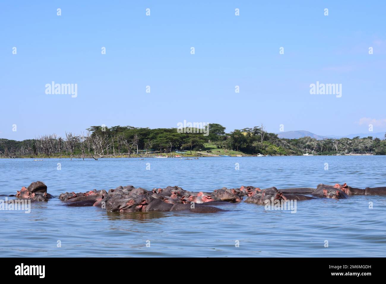 Safari naivasha hi-res stock photography and images - Alamy